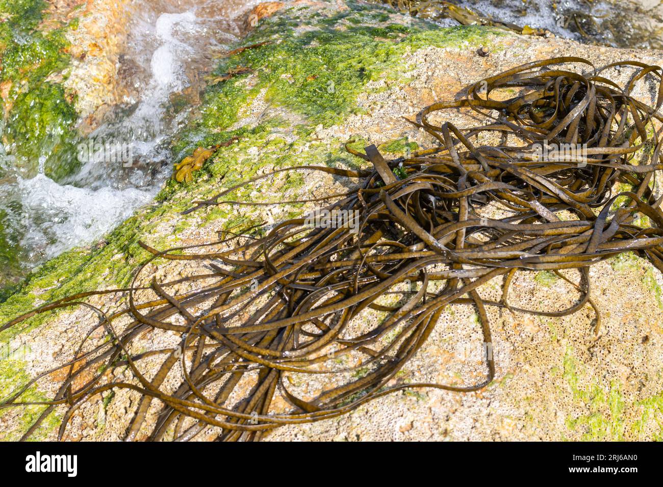Thongweed seaweed on sea rock. Himanthalia elongata. Edible seaweed ...