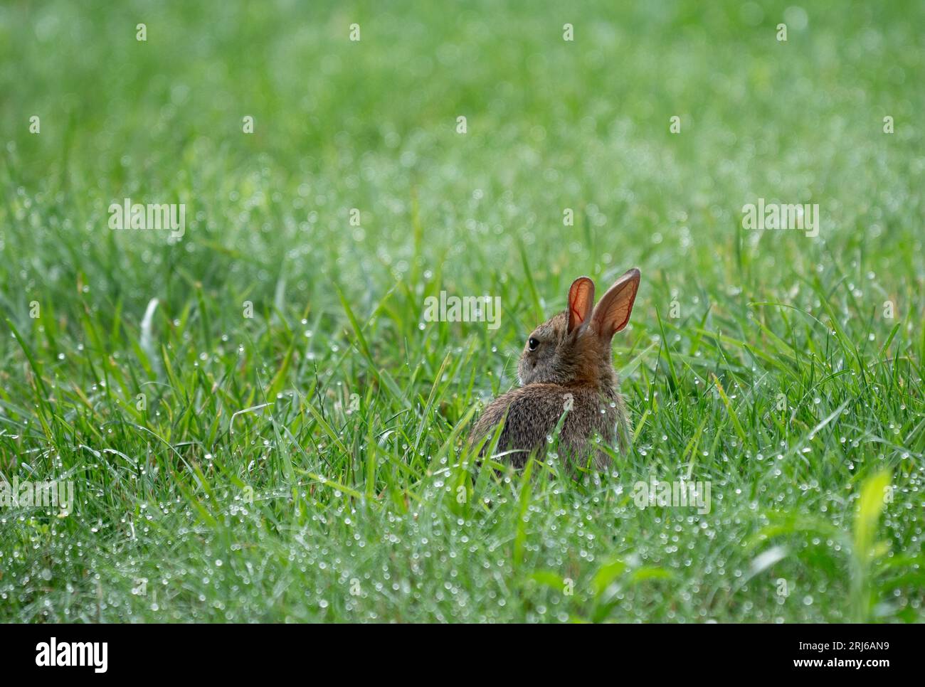 An adorable brown rabbit in a field of wet tall grass, gazing off into ...