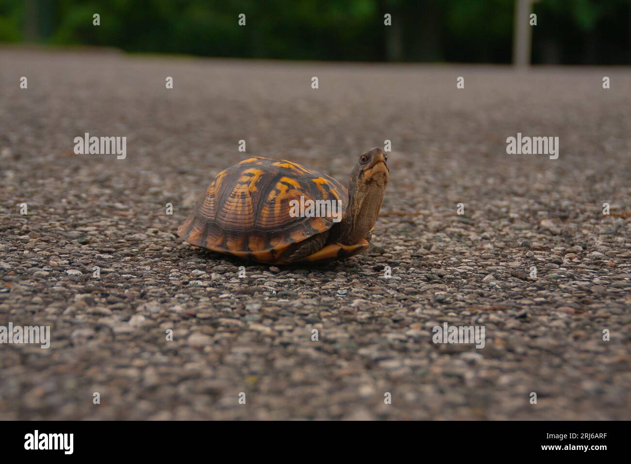 Turtle yellow black carapace hi-res stock photography and images - Alamy
