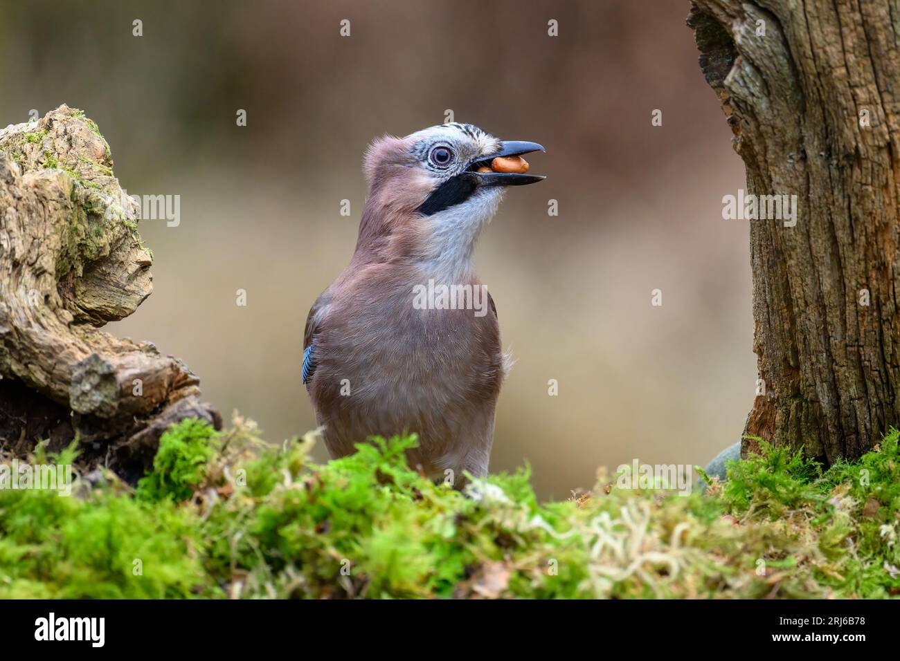 An adorable Eurasian Jay stands perched atop a fallen log covered in ...