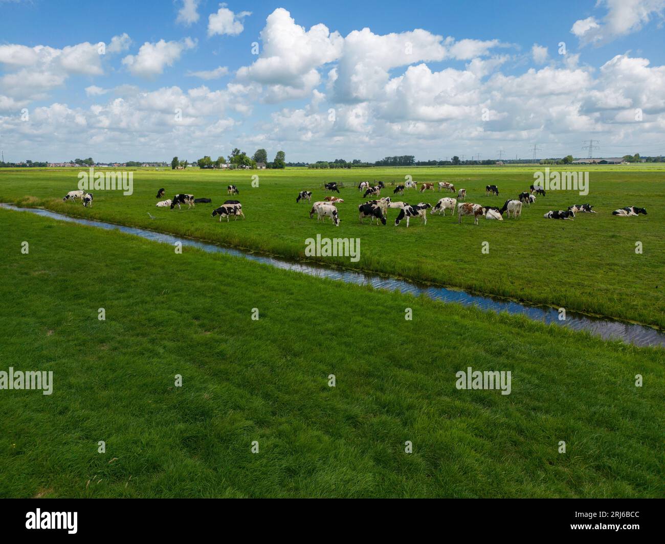 A herd of cows grazing in a lush green field next to a tranquil lake ...