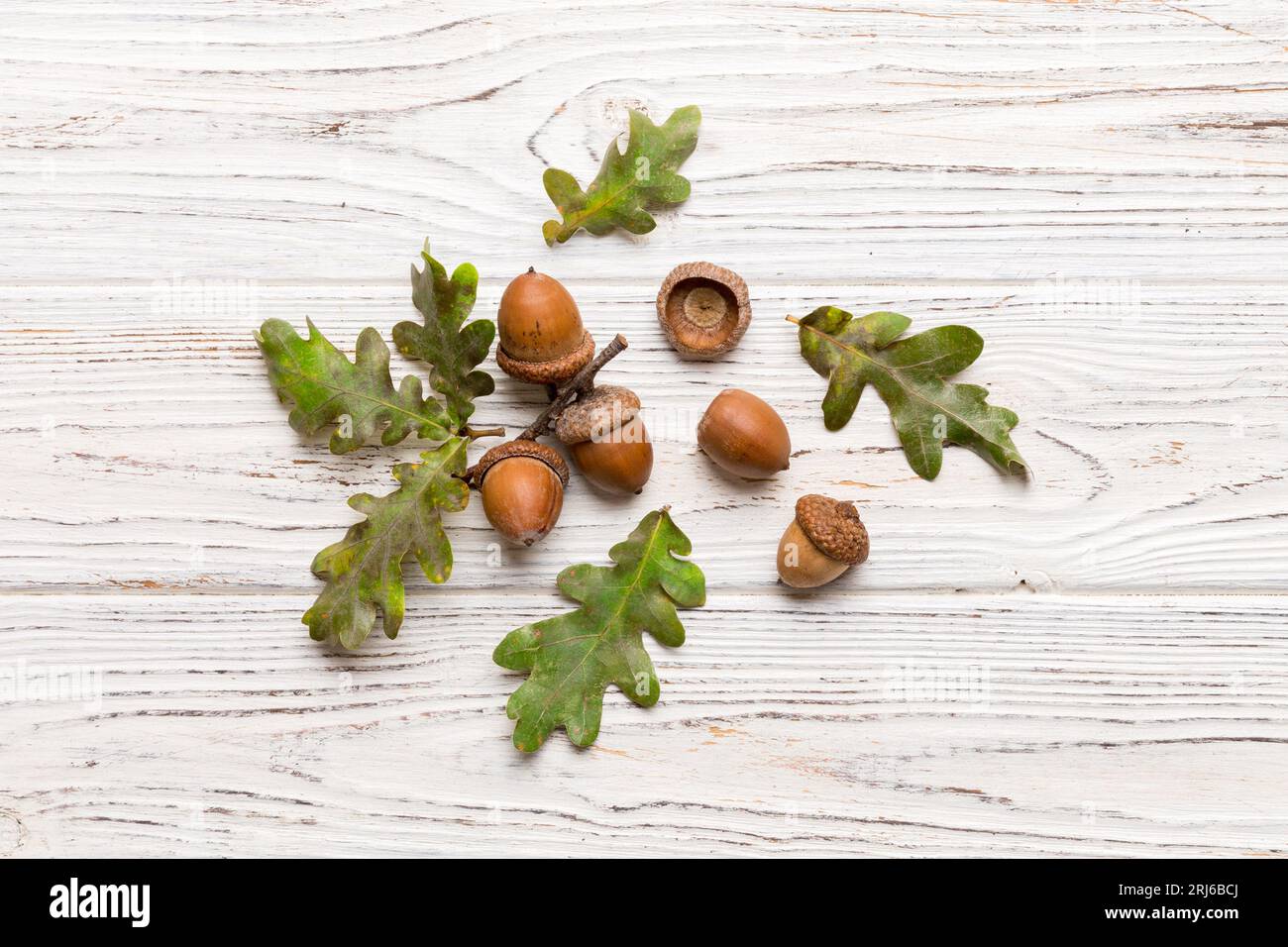 Branch with green oak tree leaves and acorns on colored background ...