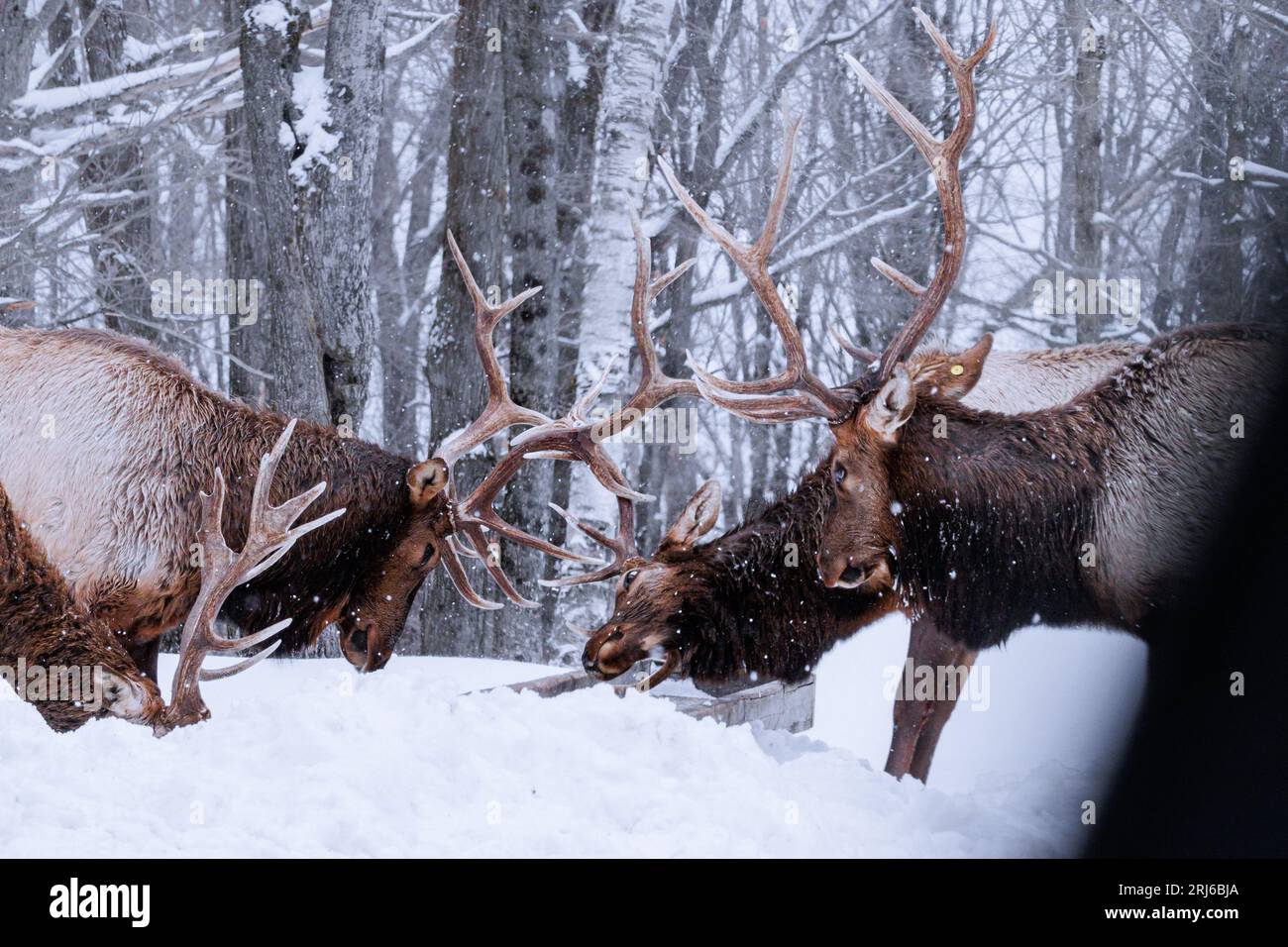 Forest landscape with stags hi-res stock photography and images - Alamy