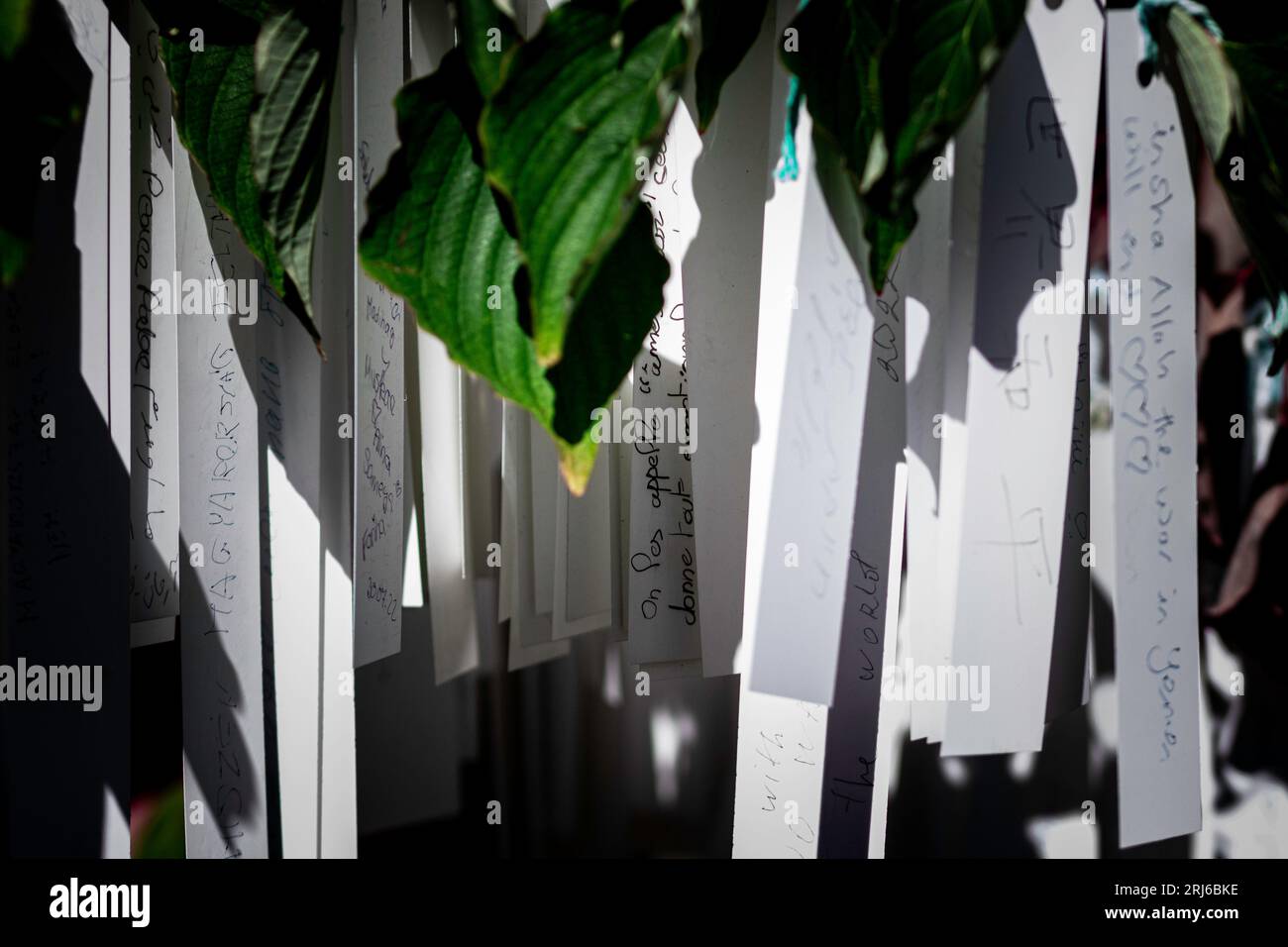 A series of handwritten notes hanging from a leafy green plant Stock ...