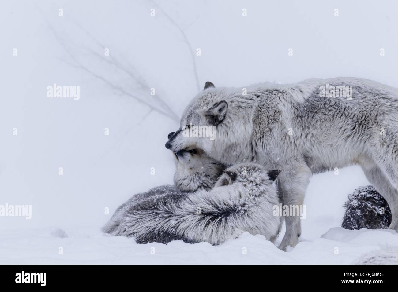 Arctic wolf cub hi-res stock photography and images - Alamy