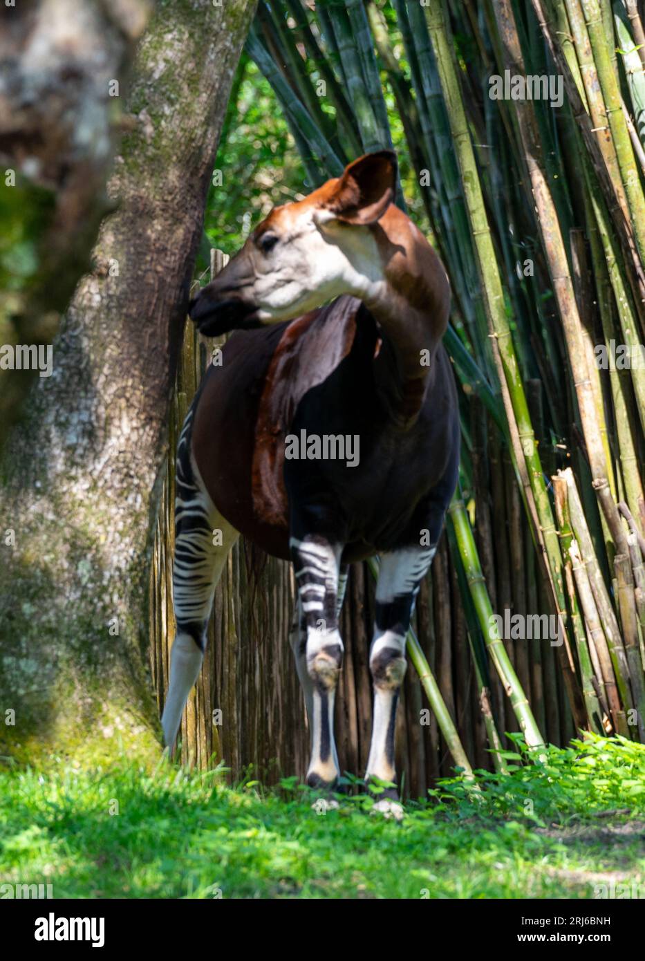 An Okapi standing side-by-side in Disney's Animal Kingdom park in ...