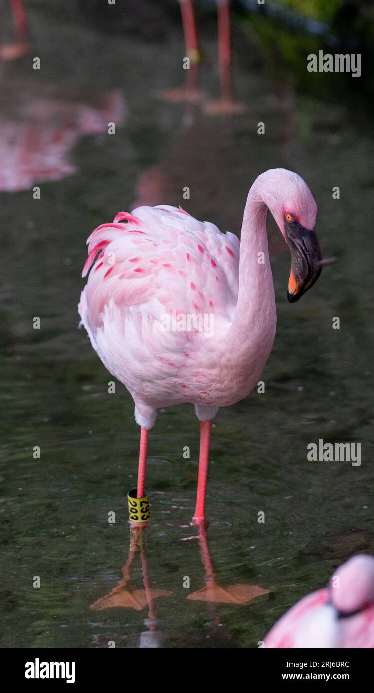 A pink flamingo standing in shallow water with its eyes closed and its ...
