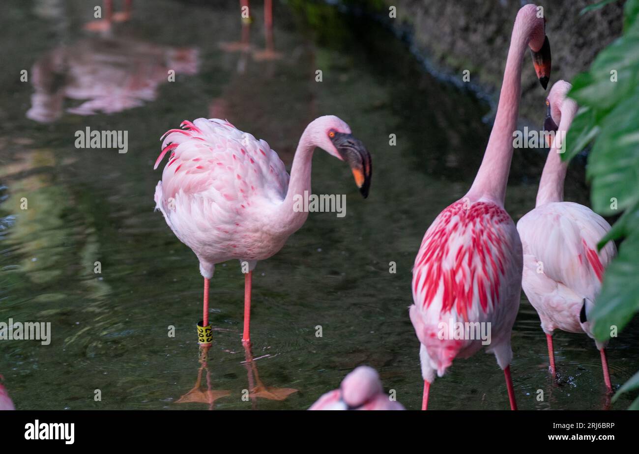 A flock of pink flamingos wading in a tranquil body of water, their ...