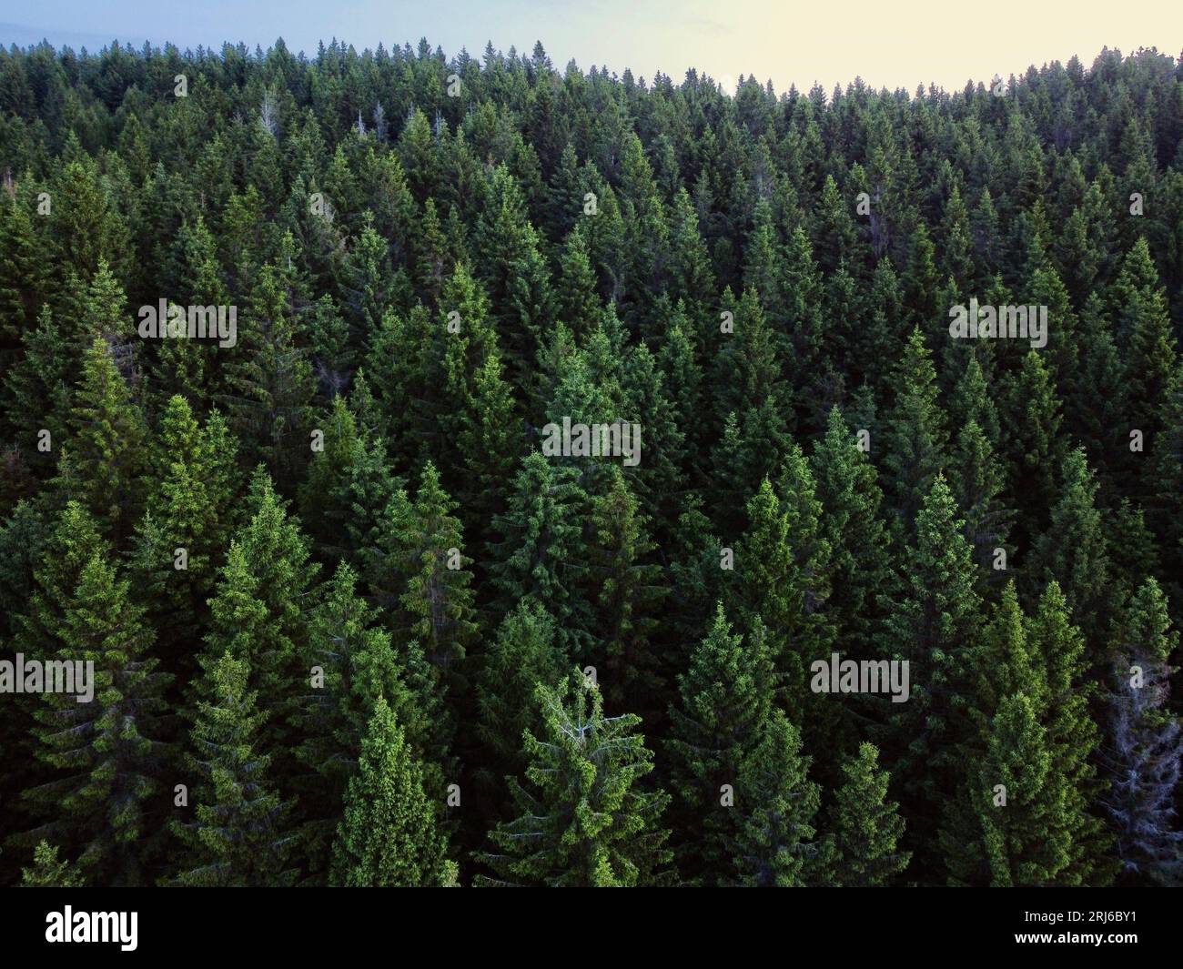 Aerial view of a lush landscape featuring trees, shrubs Stock Photo - Alamy