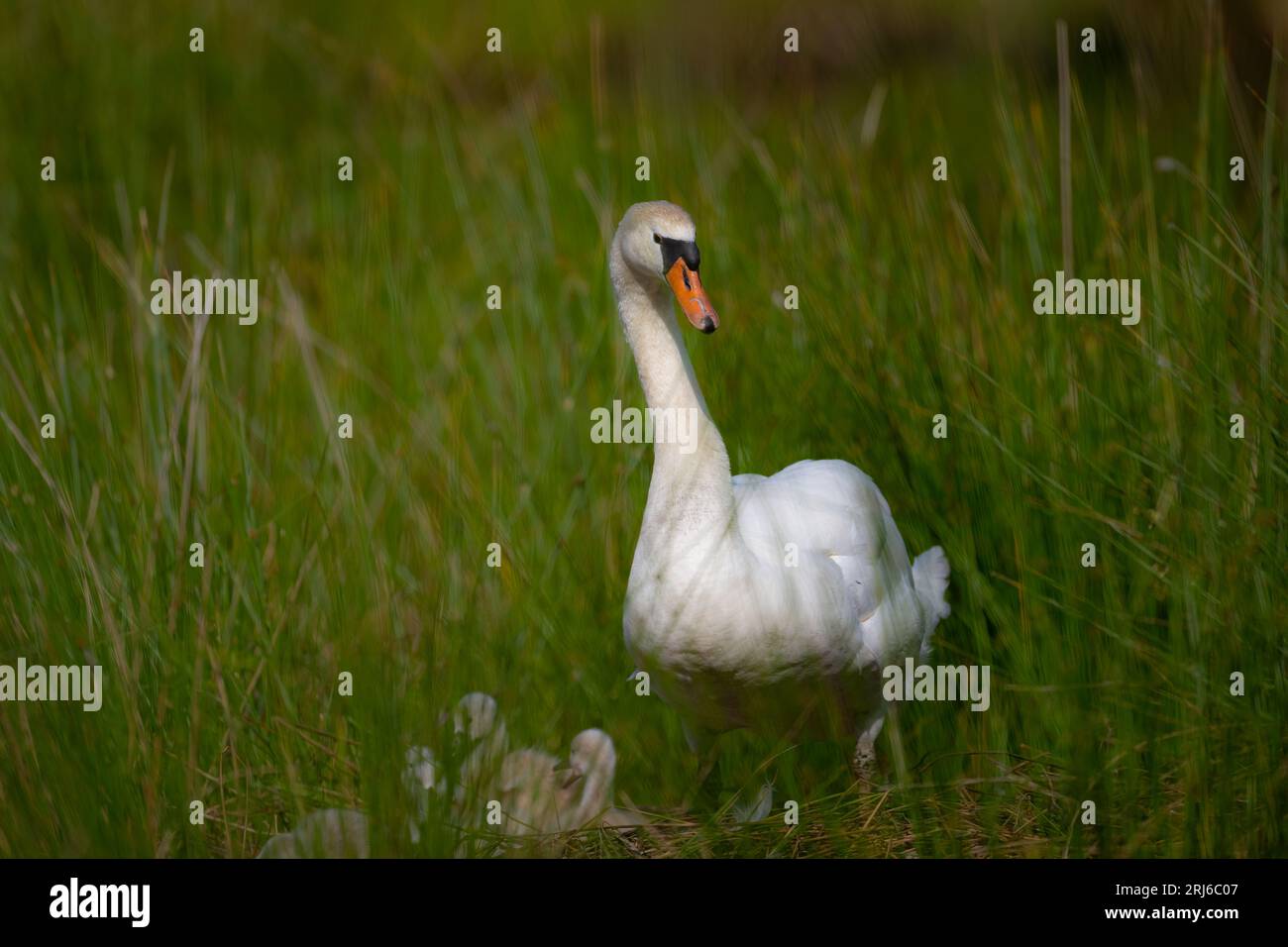 A solo white bird stands atop a sunlit grassy field, taking a leisurely ...