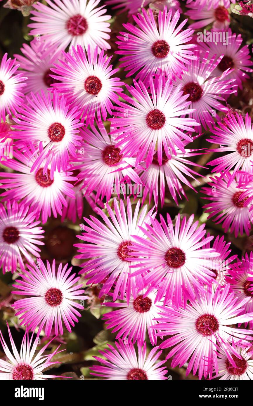 White daisy livingstone daisy flower hi-res stock photography and ...