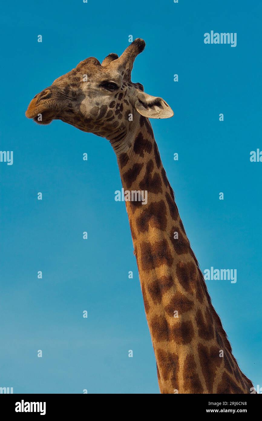 Content giraffe hi-res stock photography and images - Alamy