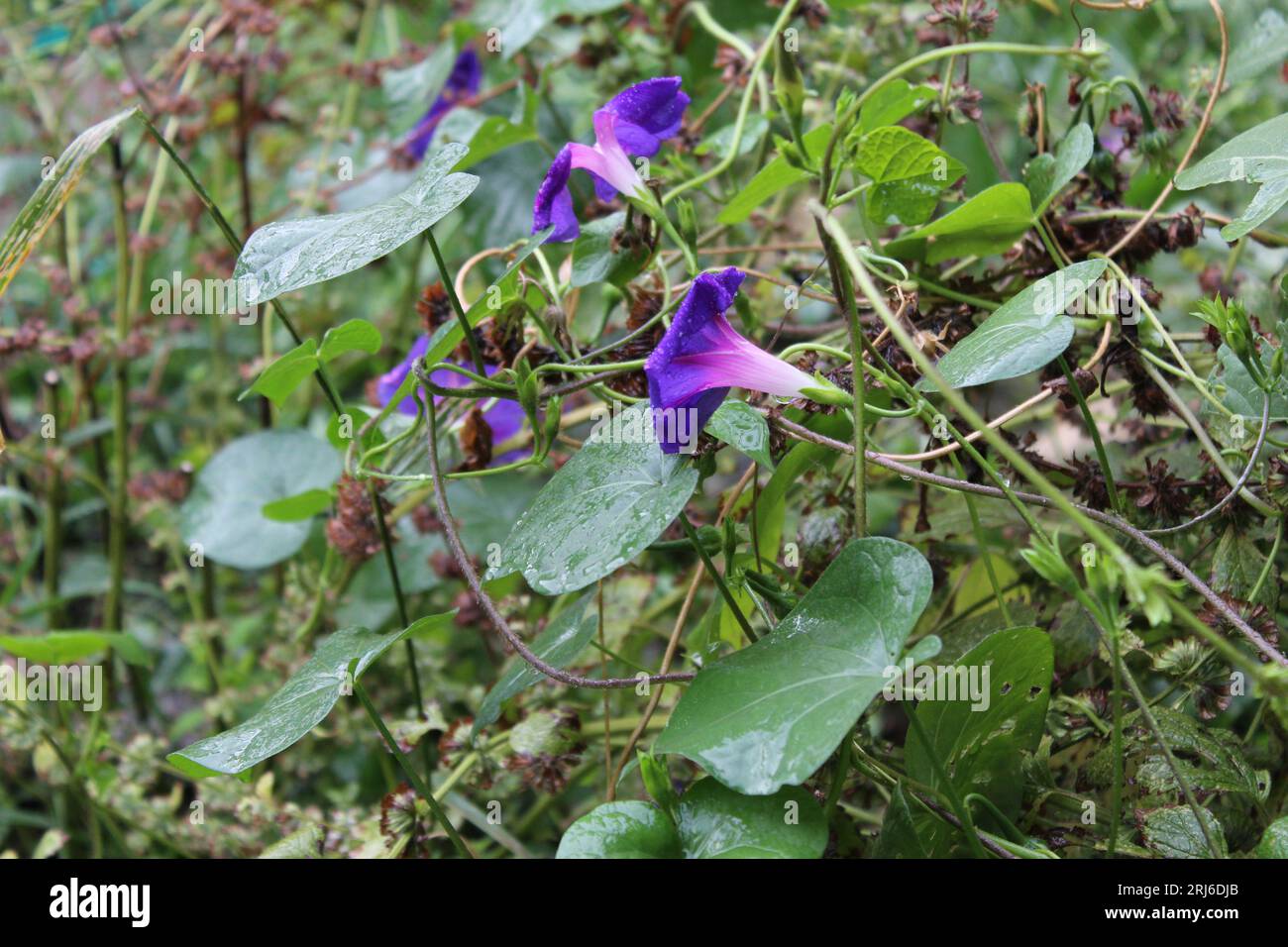 Ipomoea purpurea flower hi-res stock photography and images - Alamy