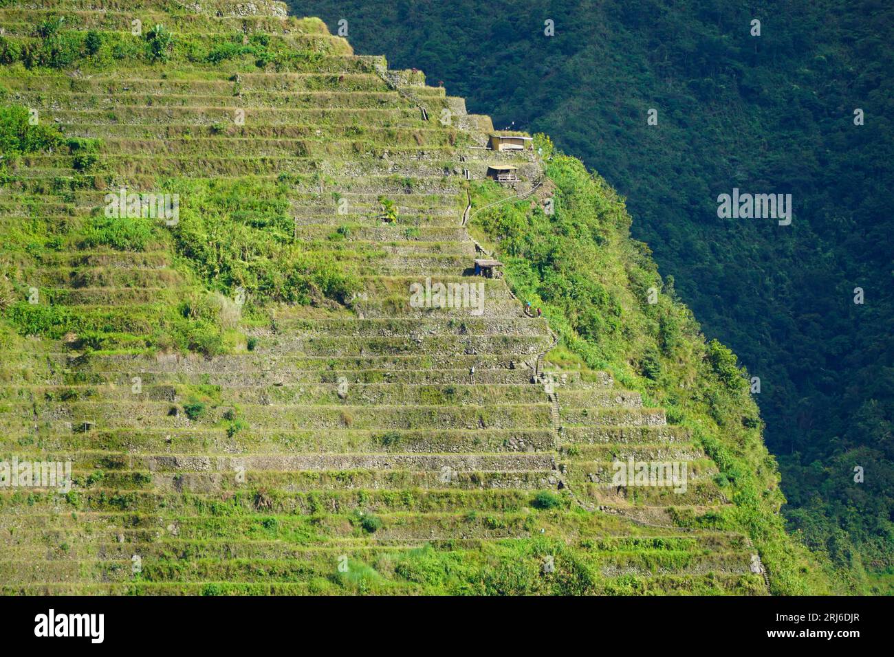 The stunning Banaue, Philippines with a steep hill and a stair-like ...