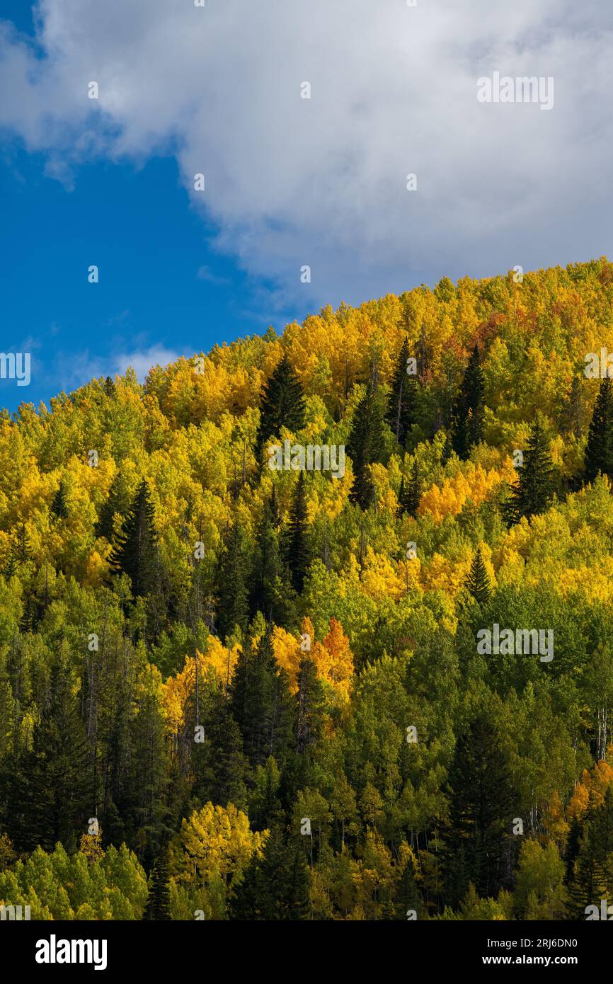A vertical shot of a hill covered in yellowing trees in autumn Stock ...