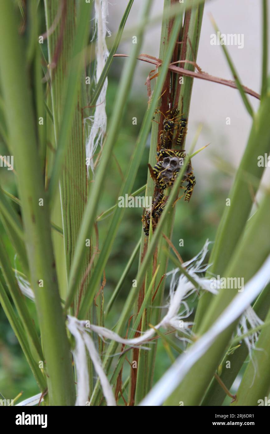 Wasp nest, wasps on the palm tree Stock Photo - Alamy