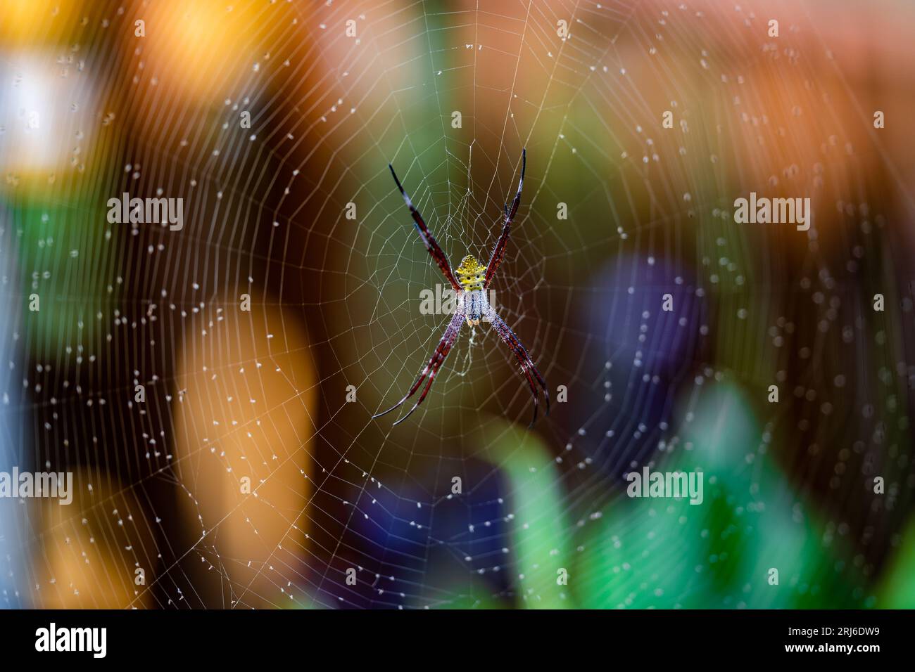 A Hawaiian garden spider perched on a silky, sticky web in front of a ...