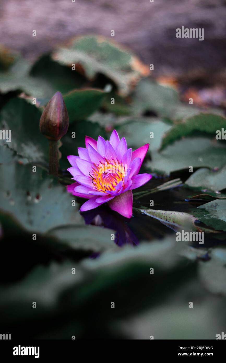 A pink water lily floating atop a bed of green foliage in a tranquil ...