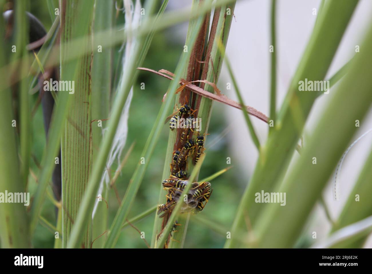 Wasp nest, wasps on the palm tree Stock Photo - Alamy