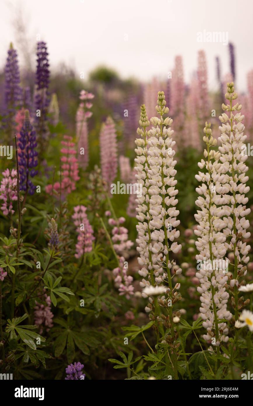 A vertical shot of an array of vibrant wild lupin flowers in a variety ...