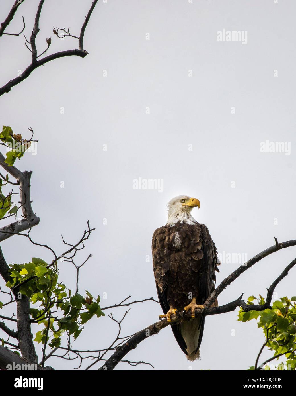 A majestic bald eagle perched atop a tree branch on the backdrop of a ...