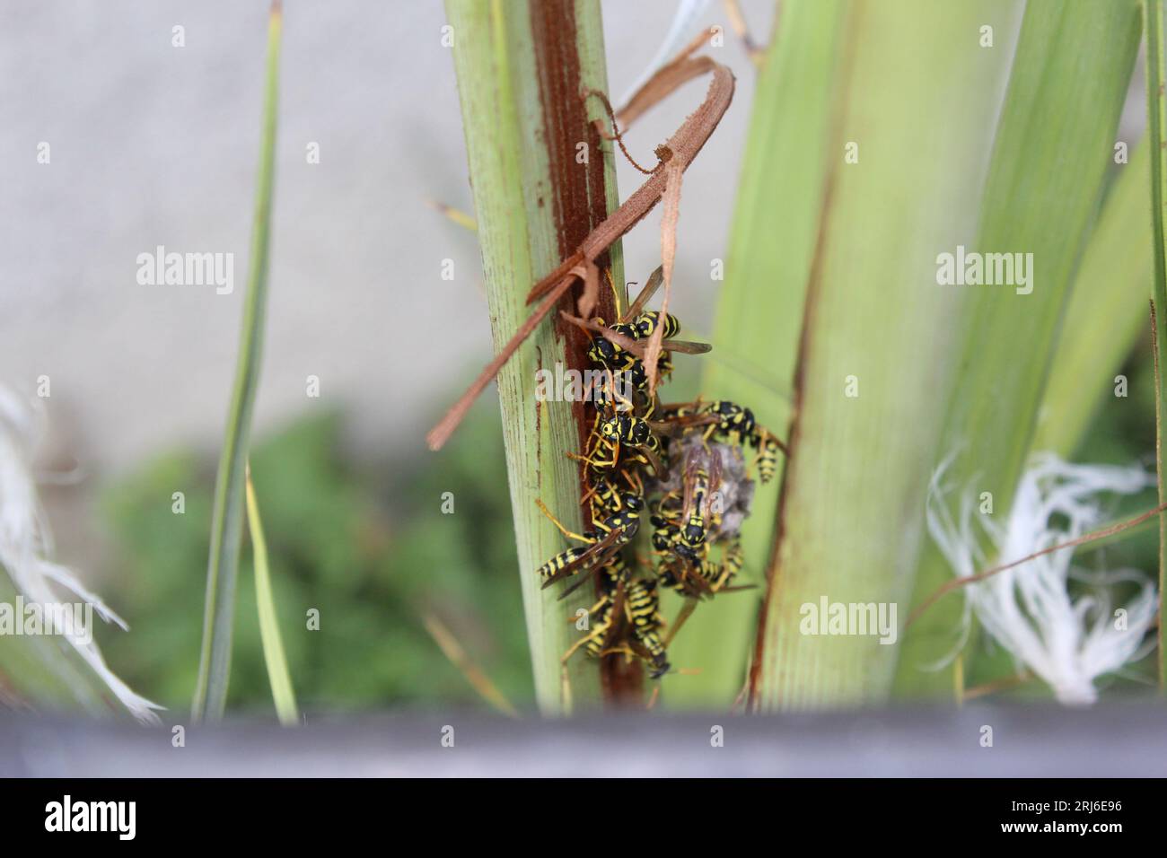 Wasp nest, wasps on the palm tree Stock Photo - Alamy