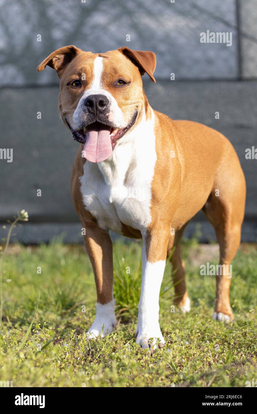 A brown and white American Staffordshire terrier Stock Photo - Alamy