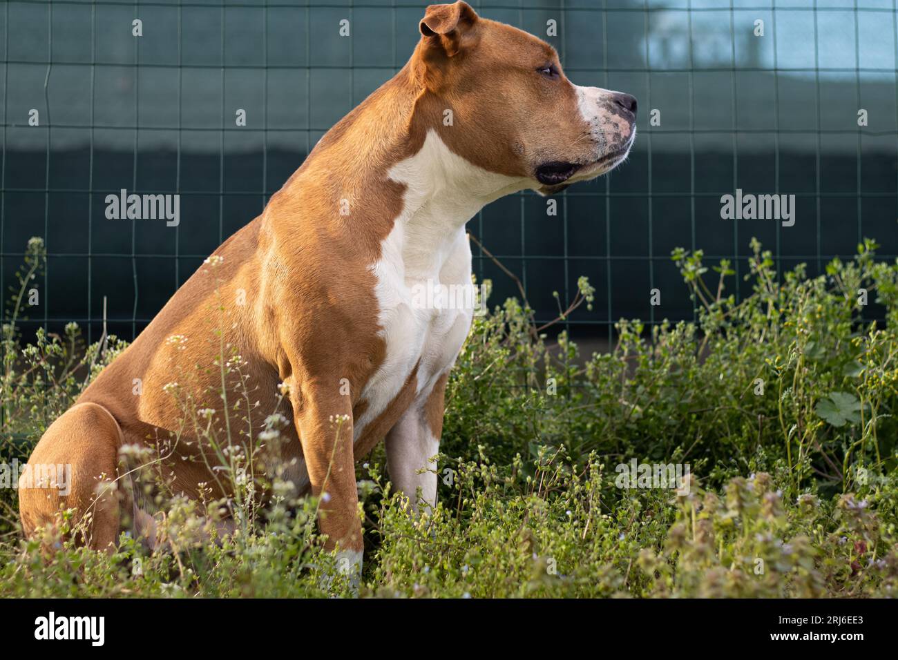 A brown and white American Staffordshire terrier Stock Photo - Alamy