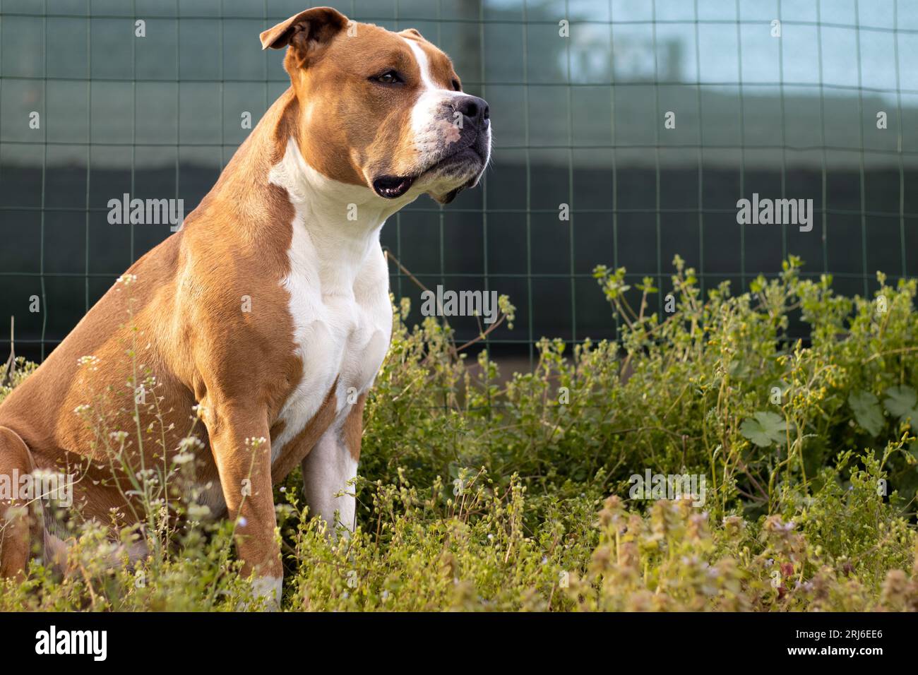 A brown and white American Staffordshire terrier Stock Photo - Alamy