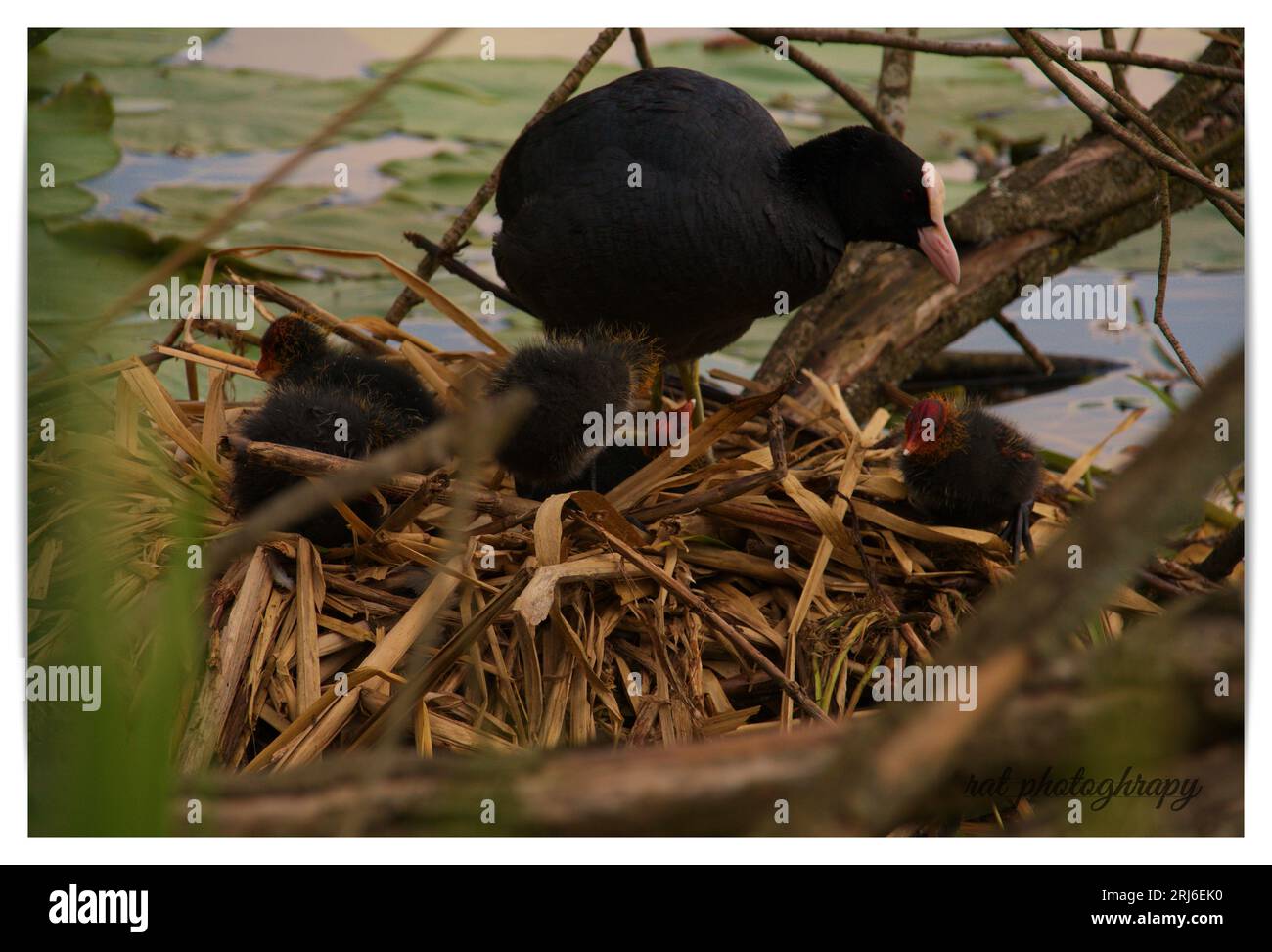 A picture of three small, baby birds perched atop a nest, situated in ...