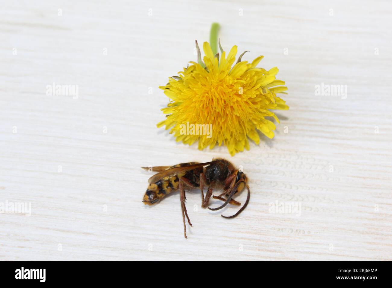 Insect bite hi-res stock photography and images - Alamy