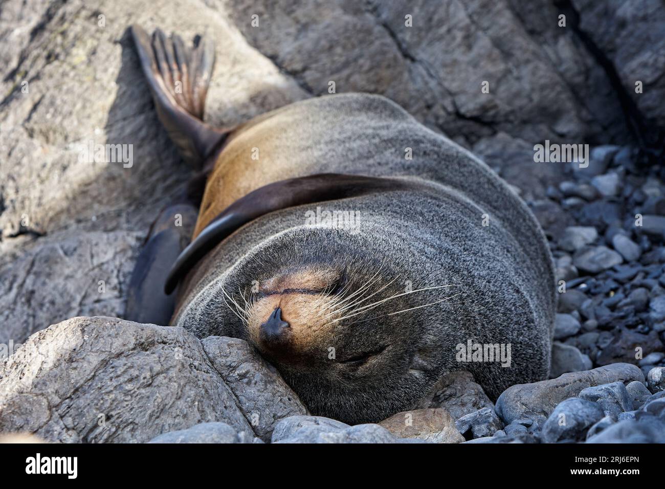 Seal on the rocks hi-res stock photography and images - Alamy