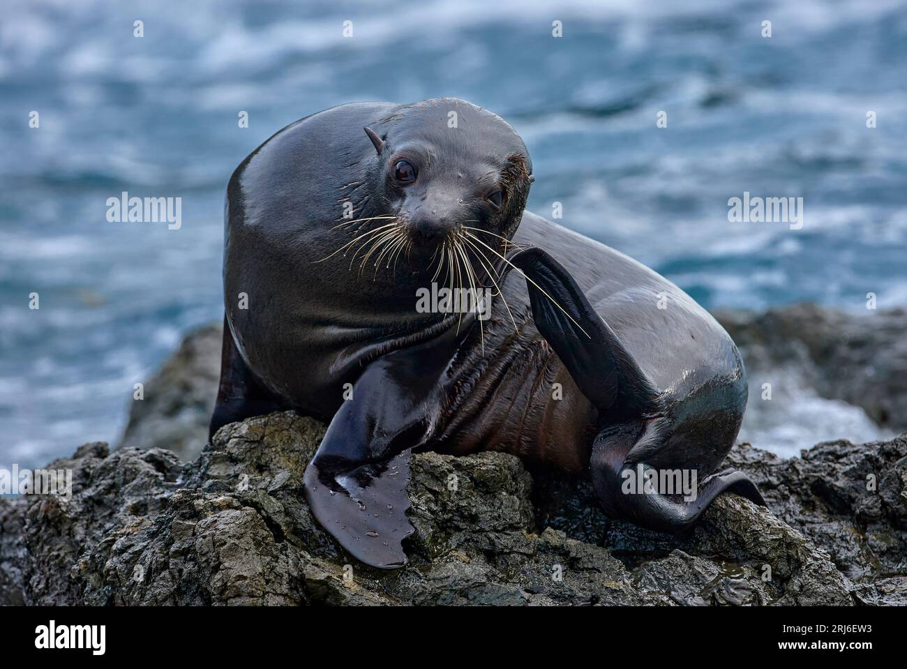 Wildlife environment mammal seal hi-res stock photography and images ...