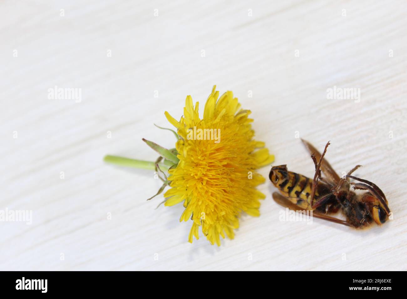 Wasp bite hi-res stock photography and images - Alamy