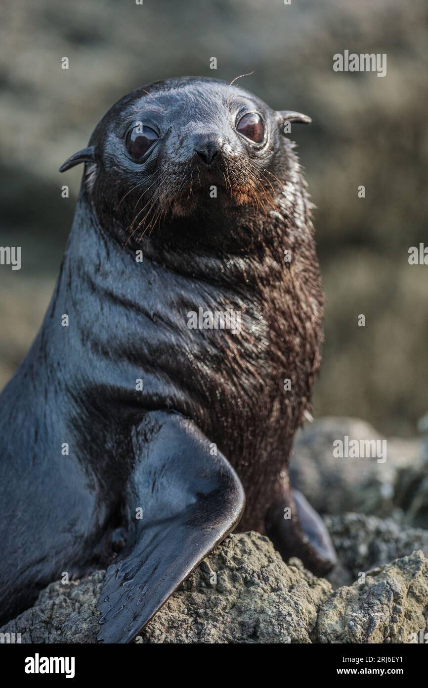 A wet New Zealand Fur Sea pup - Arctocephalus forsteri - portrait upright on some rocks making ...