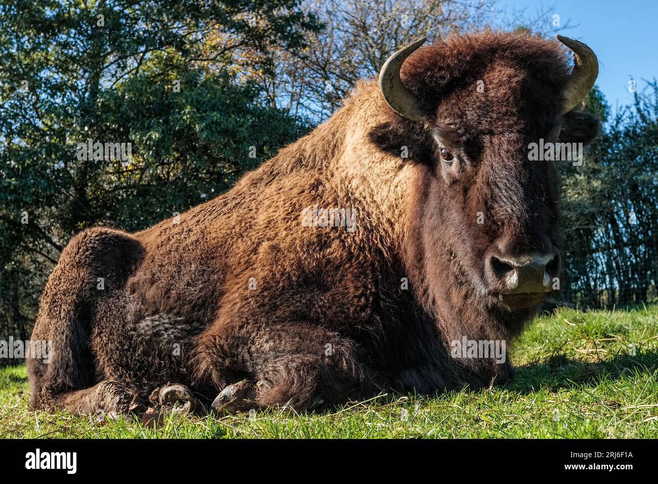 Up-close portrait of large American Bison - Bison bison - laying on the ... Up-close portrait of large American Bison - Bison bison - laying on the ...