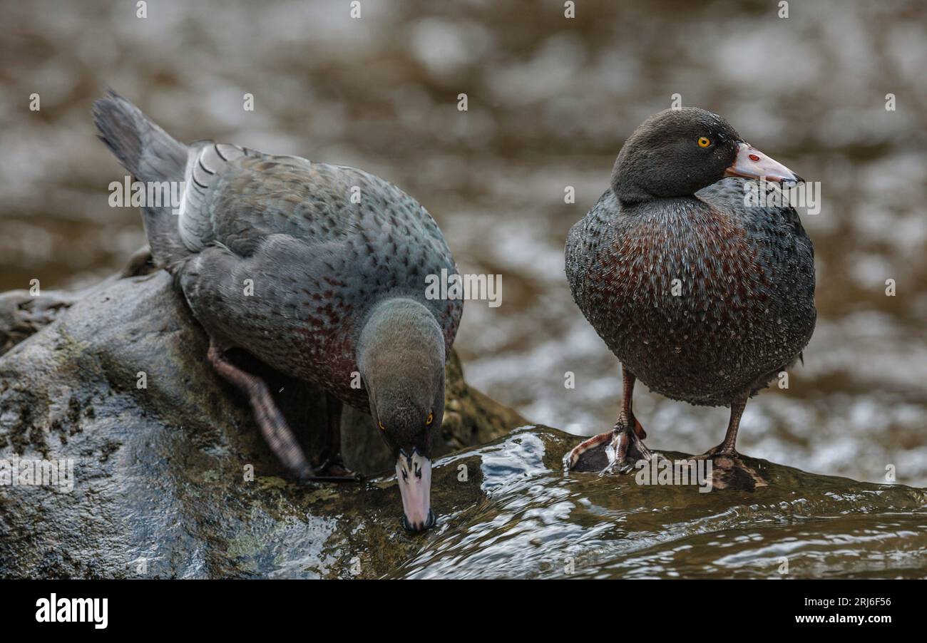 A pair of Blue Ducks - Hymenolaimus malacorhynchos - resting on a rock ...