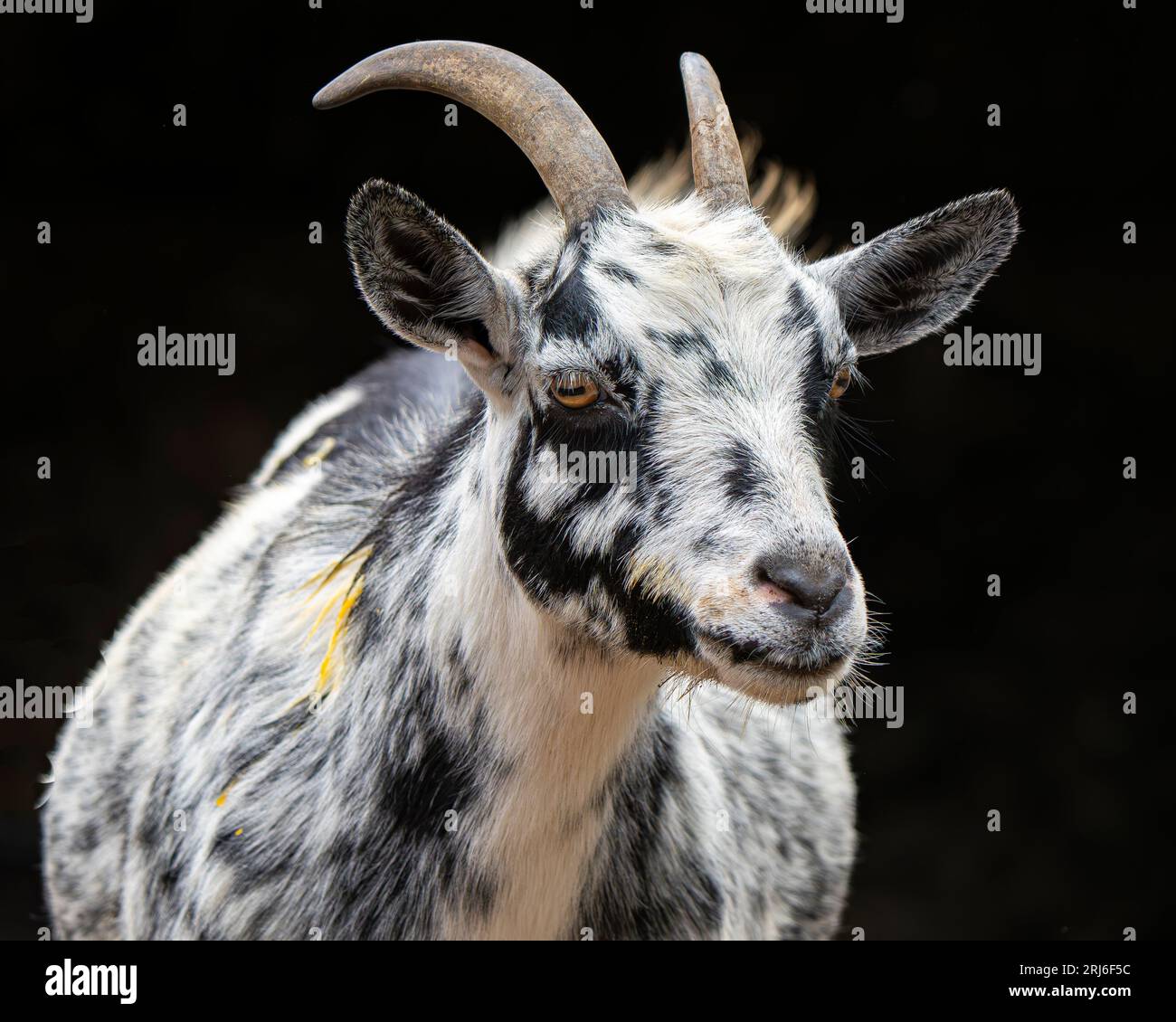 An American Pygmy goat standing against a black background Stock Photo ...