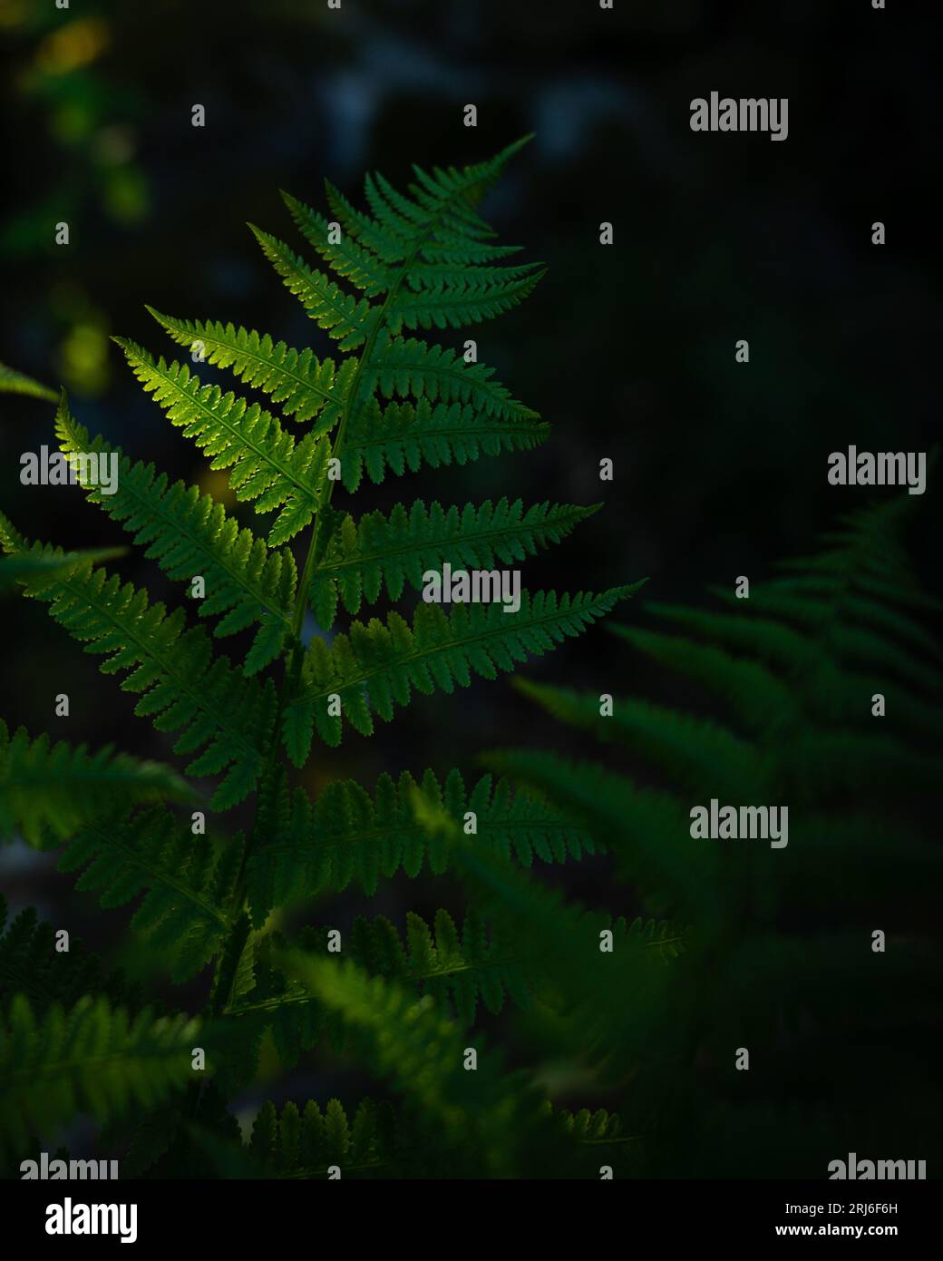A small fern plant growing in a lush, green forest environment, with ...