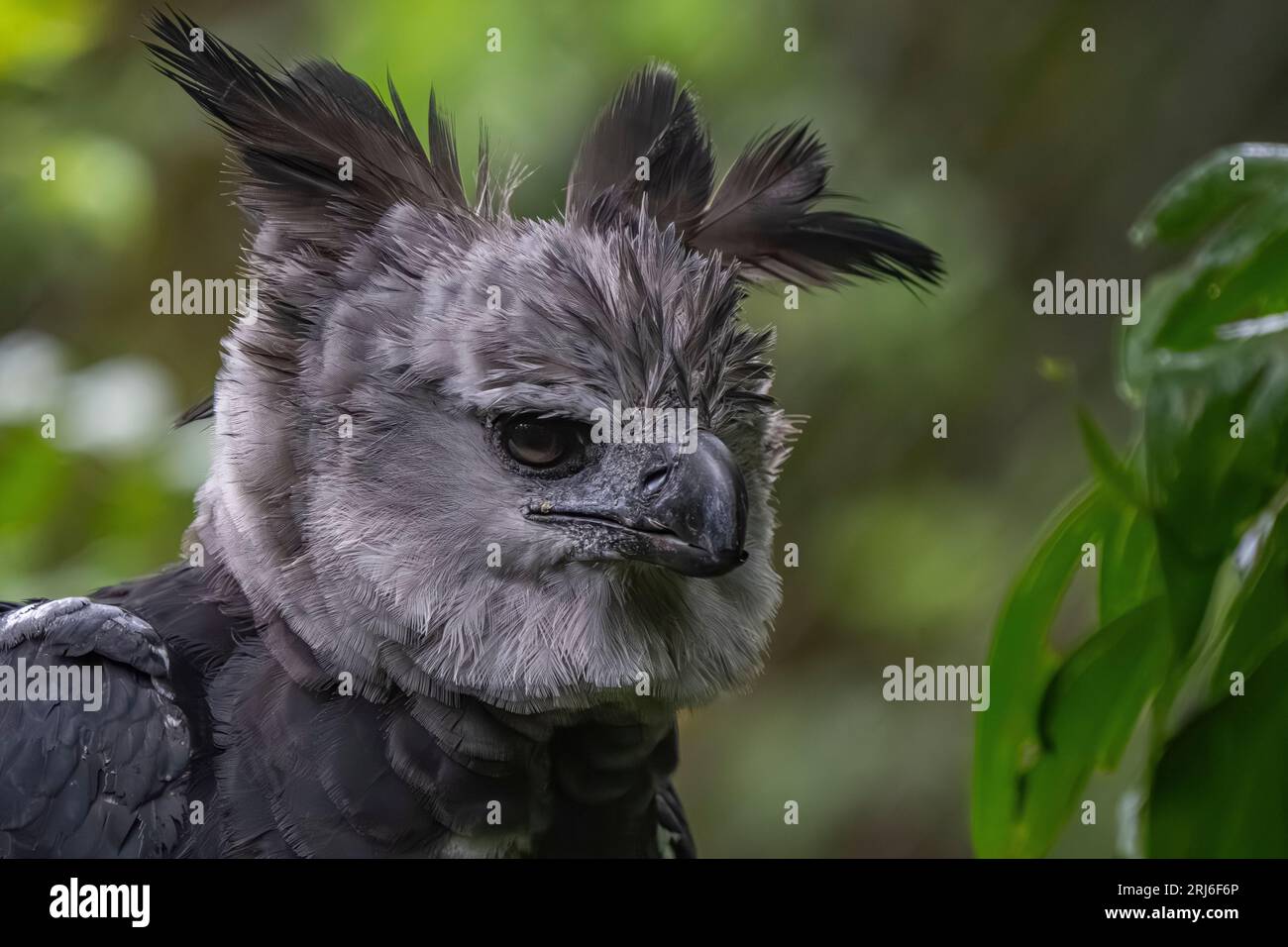 A majestic South American harpy (Harpia harpyja) in a lush green forest ...