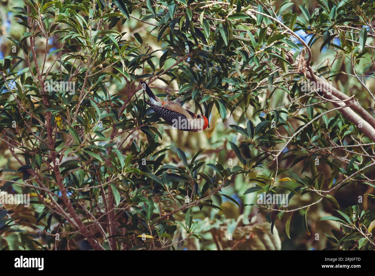 Bird looking down from tree hi-res stock photography and images - Alamy