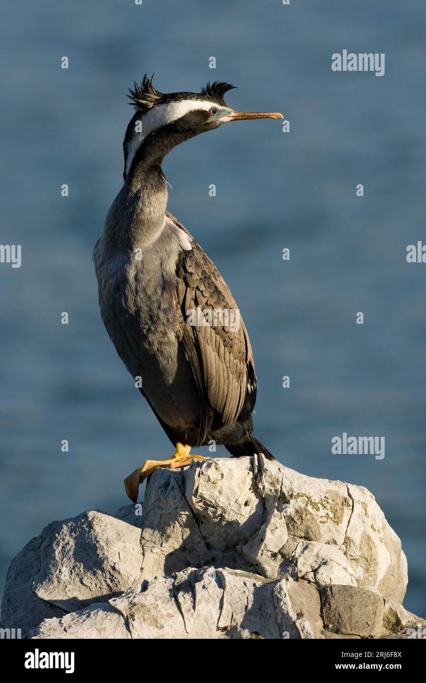 Webbed neck hi-res stock photography and images - Alamy