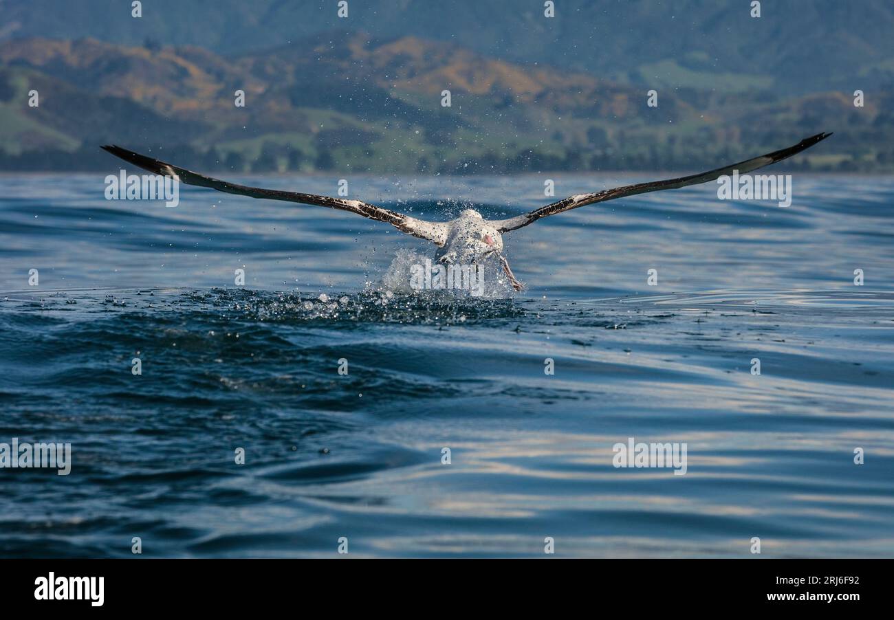 Wings spread, a Wandering Albatross - Diomedea exulans - runs at full ...