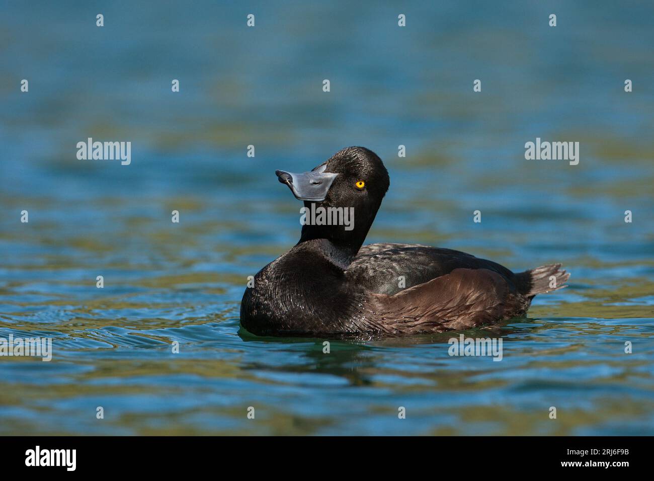 A new zealand scaup hi-res stock photography and images - Alamy