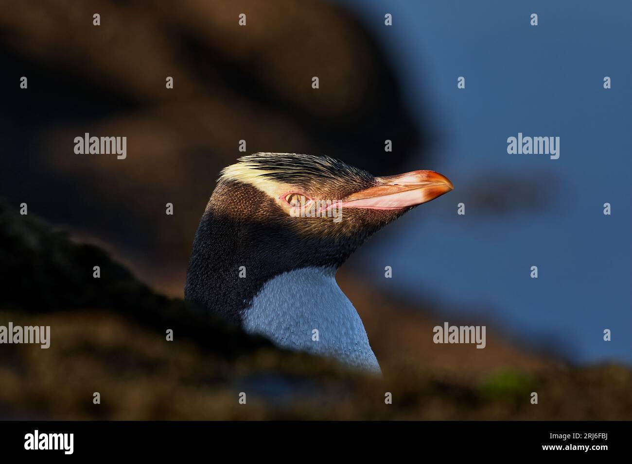 Yellow-eyed Penguin - Megadyptes antipodes - close up head portrait as ...