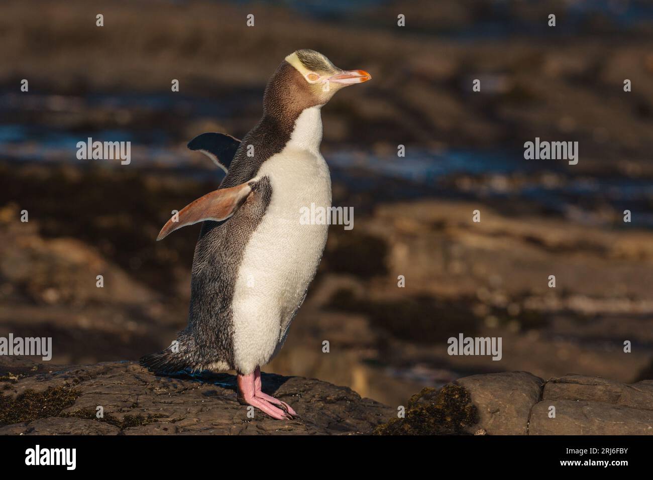 Yellow-eyed Penguin - Megadyptes antipodes - spreads its flippers and ...