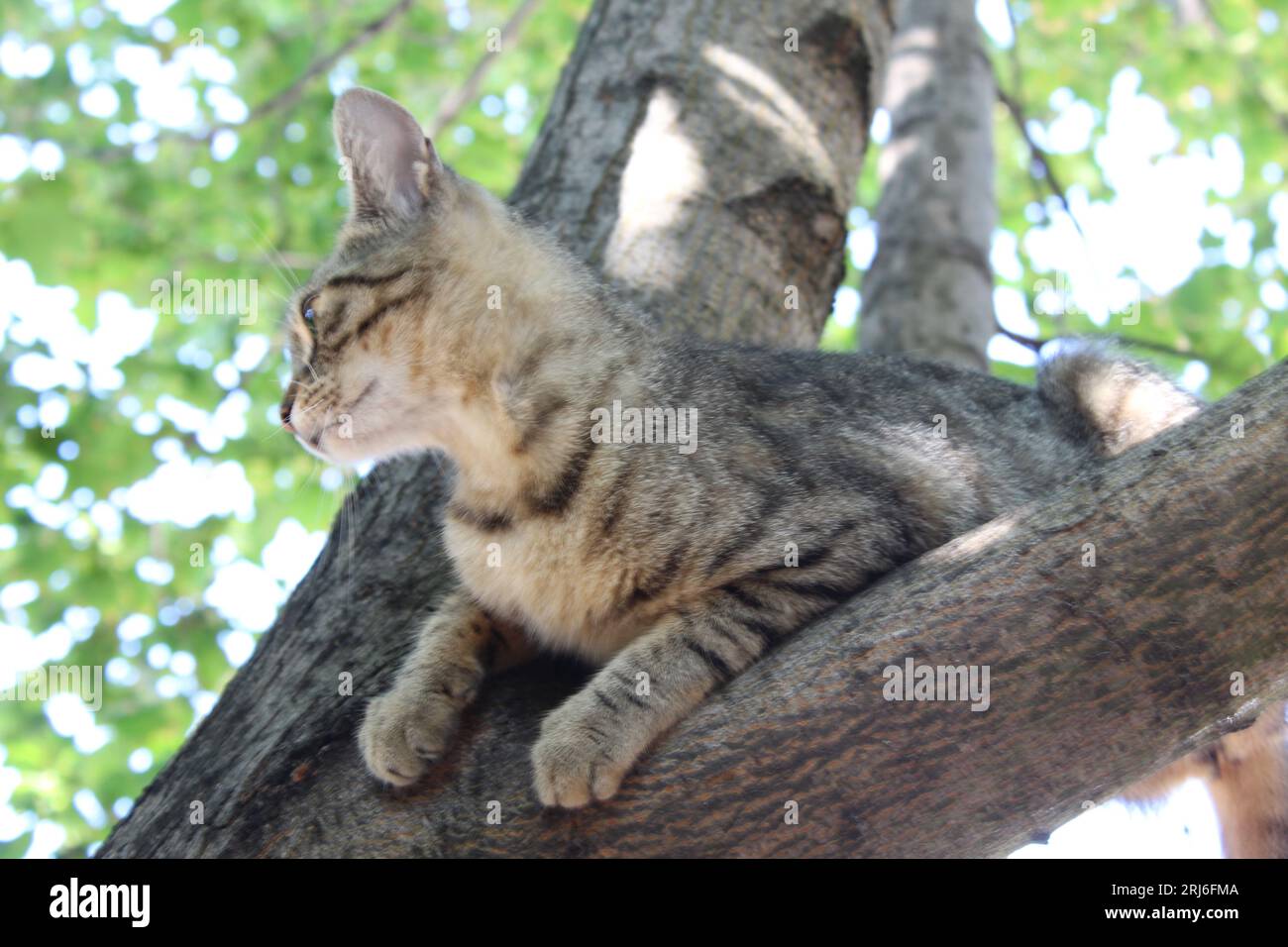 Balkan maple hi-res stock photography and images - Alamy