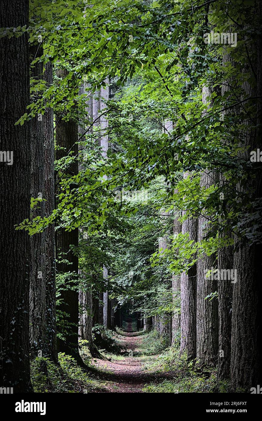 A tranquil pathway lined with trees Stock Photo - Alamy