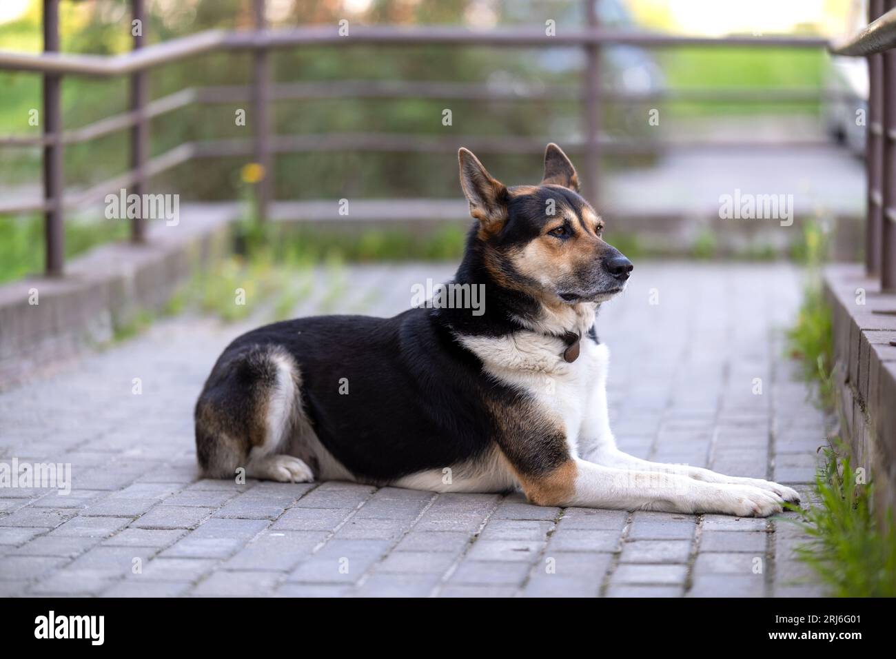 Zoo guards hi-res stock photography and images - Alamy