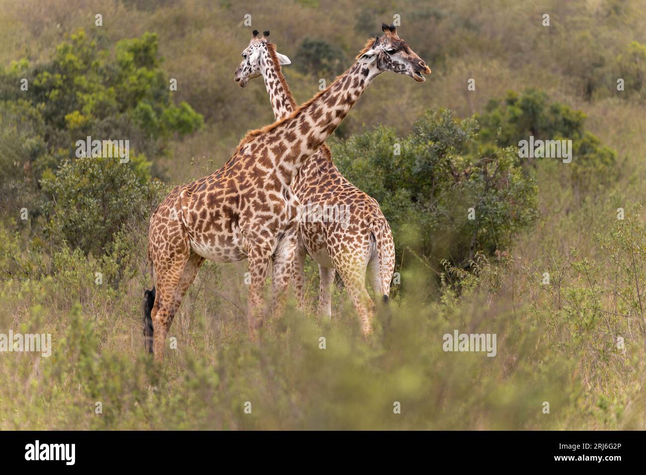 Two giraffes standing side by side in a savannah grassland Stock Photo ...